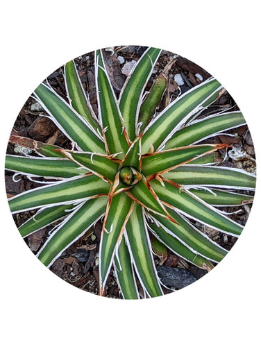 Agave - Barbed Wire | Happy Succas