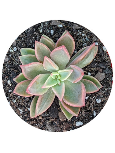 Graptoveria - Cygnus | Happy Succas