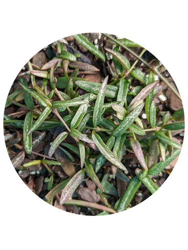 Ceropegia - String of Needles | Happy Succas