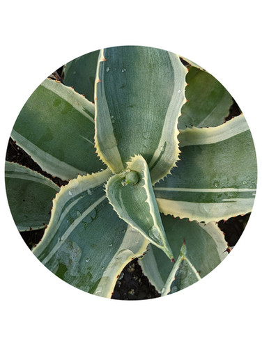 Agave - Gypsophila aka Ivory Curls | Happy Succas