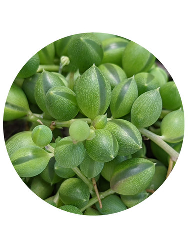 Senecio - String of Tears | Happy Succas