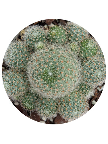 Rebutia - Heliosa Hybrid | Happy Succas
