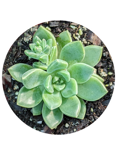 Graptoveria - Repeco | Happy Succas
