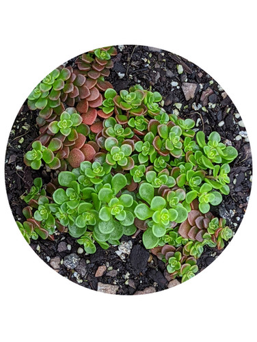 Sedum - Green Mound | Happy Succas