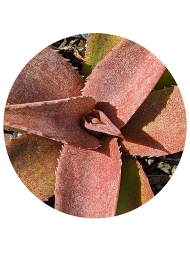 Agave (formally Mangave) - Red Wing | Happy Succas