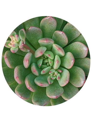 Graptoveria - Pink Ruby | Happy Succas