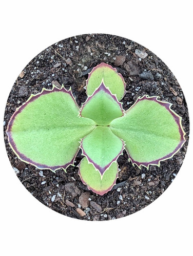 Kalanchoe - Synsepala aka Gremlin or Walking Kalanchoe | Happy Succas