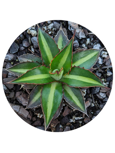 Agave - Xylonacantha aka Saw Leaf Agave | Happy Succas