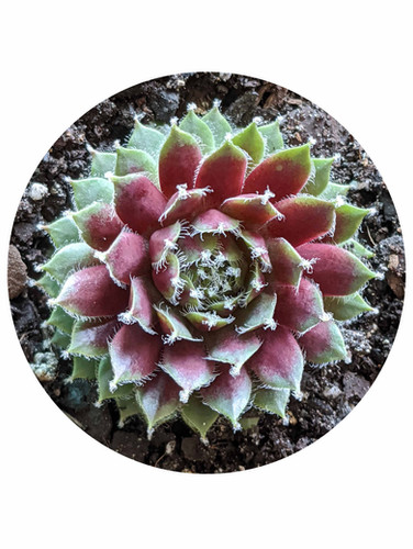 Sempervivum - Jade Rose (LIMITED) | Happy Succas