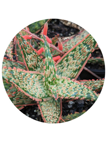 Aloe - Fish Series Piranha (Hybrid) | Happy Succas