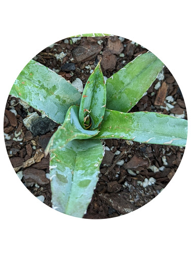 Agave - Titanota Silver | Happy Succas