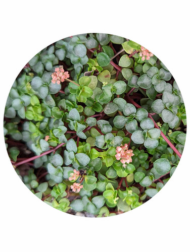 Pilea - Silver Sprinkles | Happy Succas