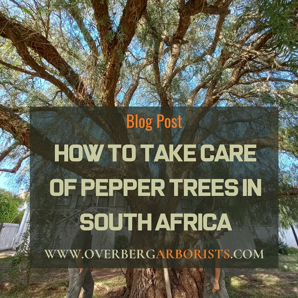 How to Take Care of Pepper Trees in South Africa