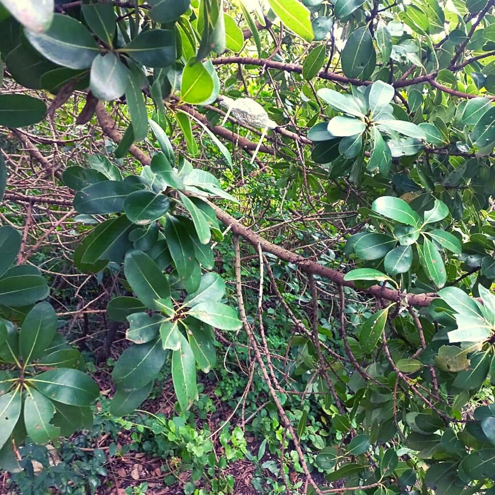 Milkwood Regulations in the Western Cape in 2024