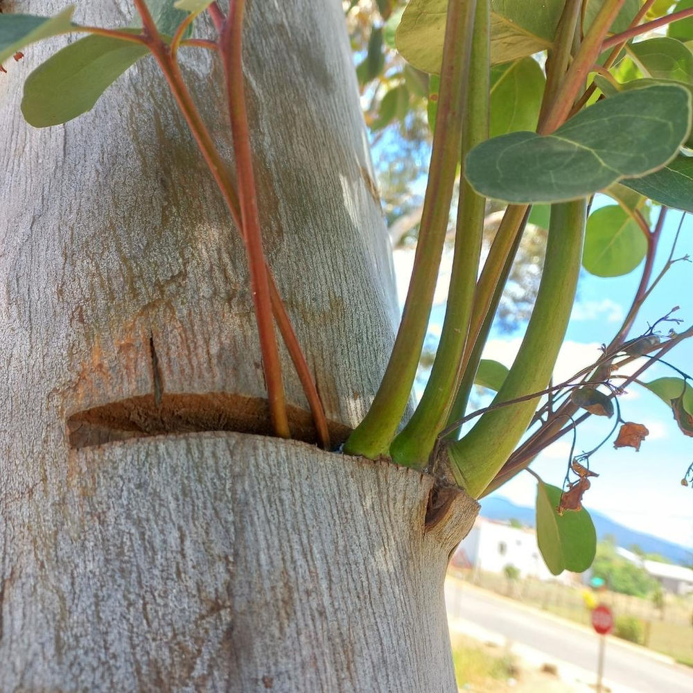 What you need to know about Blue Gum Trees