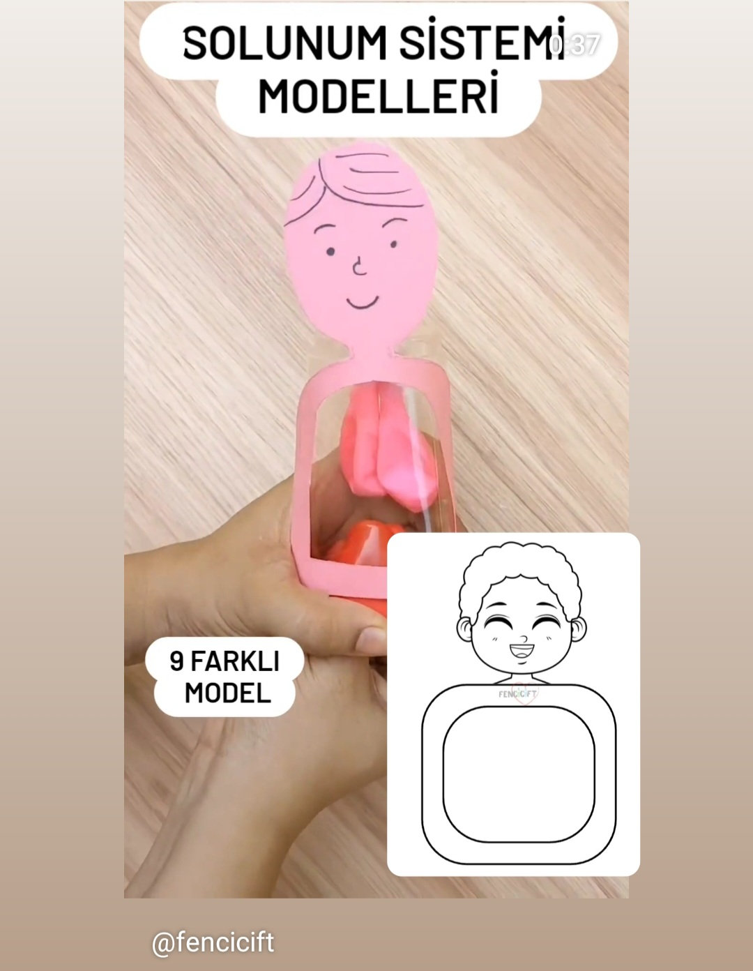 Solunum-sistemi-modeli-1