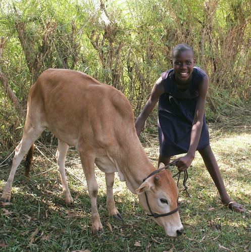 Cow | Life Charity Focus
