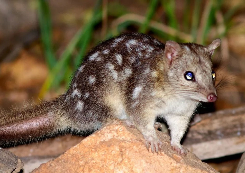 Pumped Hydro will destroy the habitat of endangered plants and animals ...