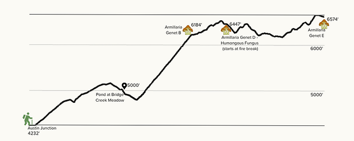 Hike to the Humongous Fungus on the Blue Mountains Trail