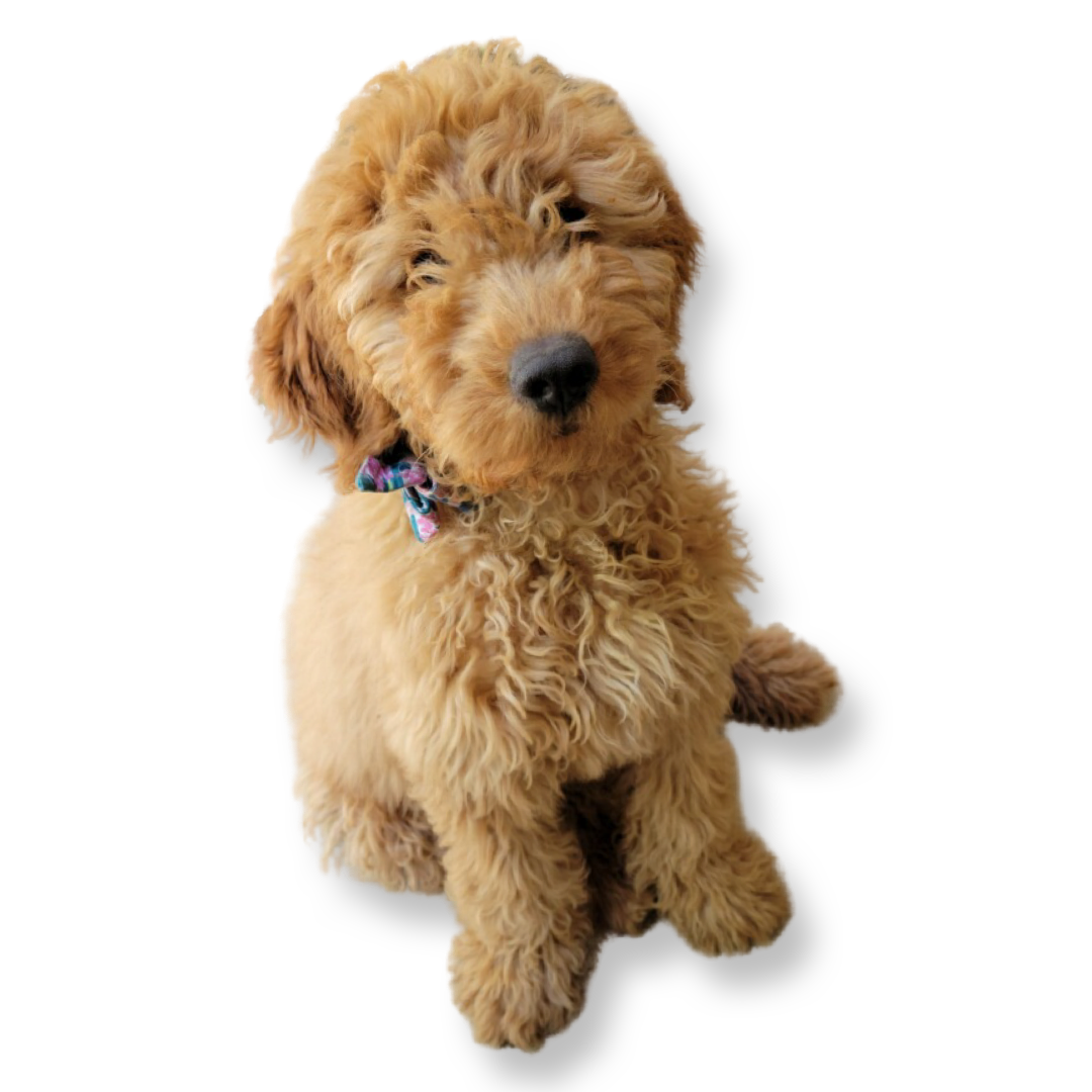 Decoding Goldendoodle Generations: Which one is right for you? Decoding Goldendoodle Generations: Which one is right for you?