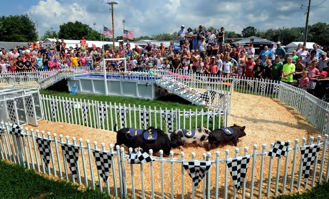 Pig racing show images and videos - Chase's Racing Pigs