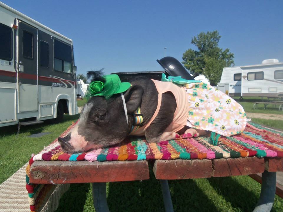 Pig racing show images and videos - Chase's Racing Pigs
