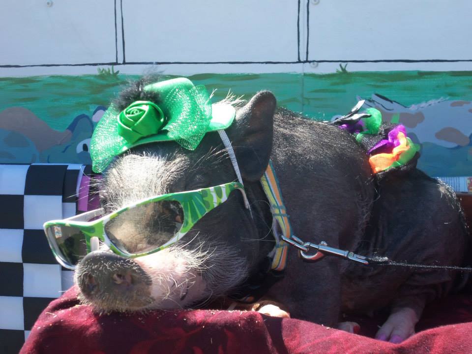 Pig racing show images and videos - Chase's Racing Pigs