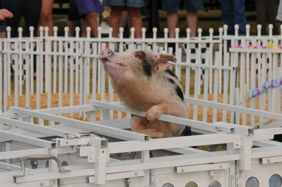 Pig racing show images and videos - Chase's Racing Pigs