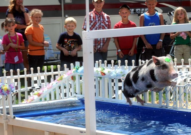 Pig racing show images and videos - Chase's Racing Pigs