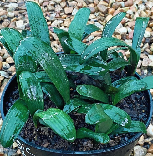 Seedlings | Amazing Clivias