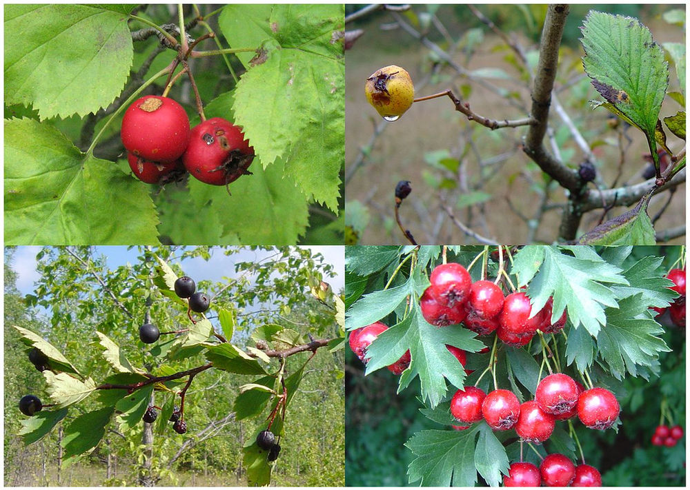 FOLKLORE AND MEDICINE OF PLANTS: HAWTHORN TREE