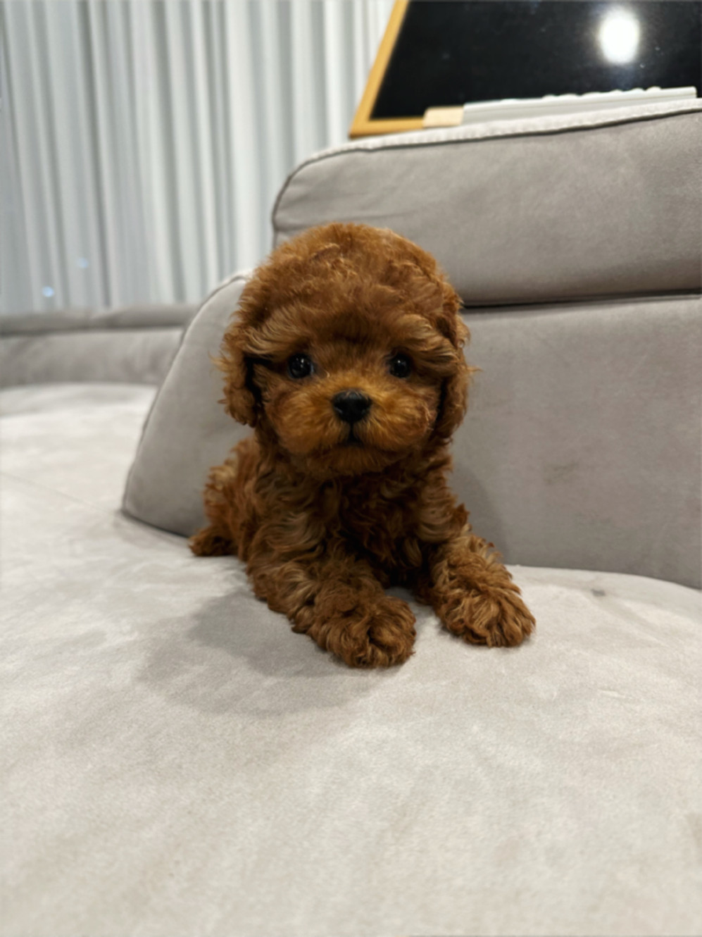 Teacup Puppies for Adoption in Canada | Little Cups