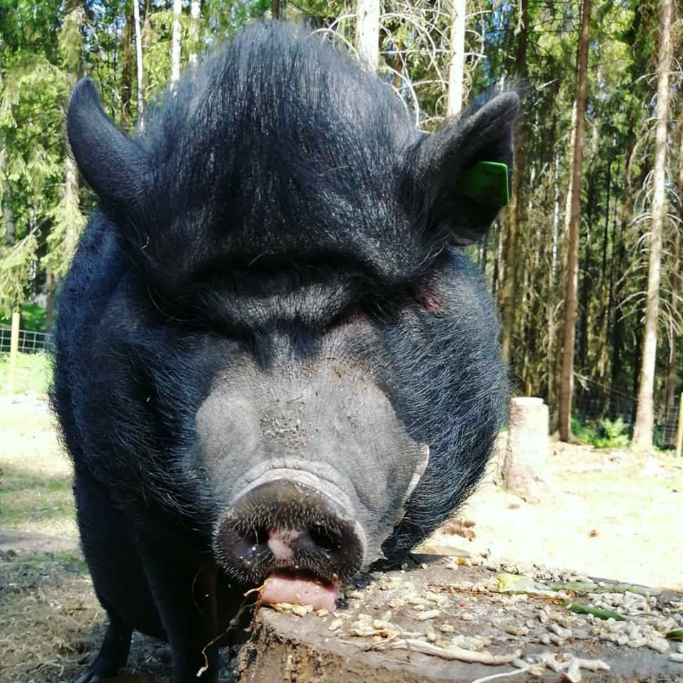 Pictures | tangen dyrepark