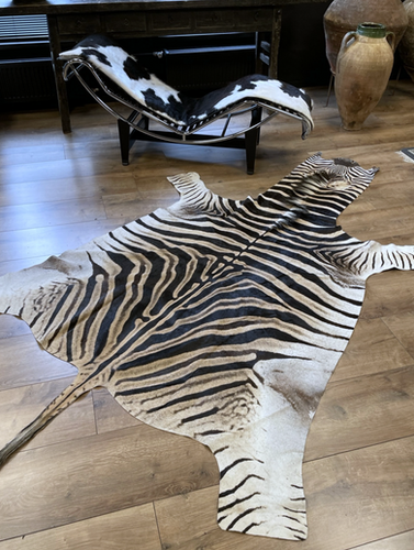 Taxidermie Zebra tapijt | Hunting World