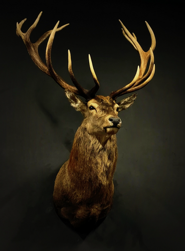 Shouldermount groot hert 16 | Hunting World