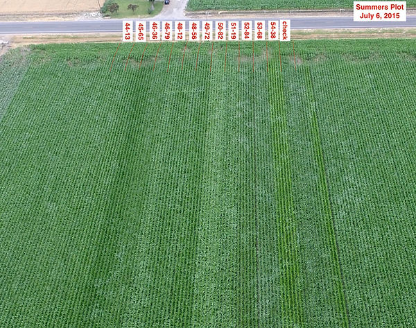 Seed - Dekalb High Yielding Corn & Alfalfa Seed