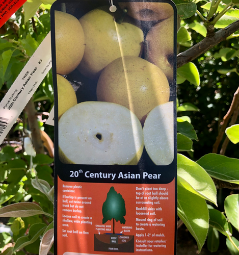 Pear 20th Century Asian Tree 7gal | Viola’s Flower Garde