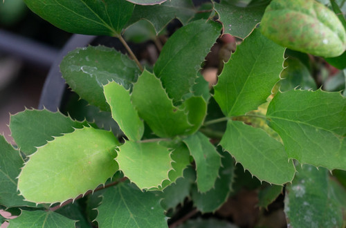 Creeping Mahonia 2gal | Viola’s Flower Garde