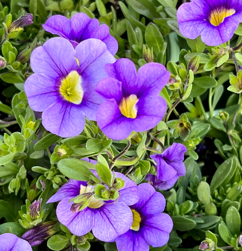 Calibrachoa 4"pot Cabaret Sky Blue | Viola’s Flower Garde
