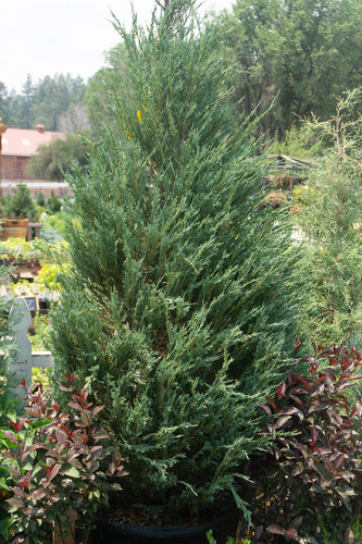 Skyrocket Juniper 25gal | Viola’s Flower Garde