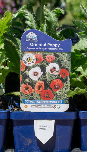 Oriental Poppy 4"pot Pizzicato Mix | Viola’s Flower Garde