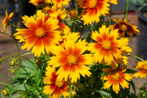 Coreopsis 1gal Uptick Gold Bronze Tickseed | Viola’s Flower Garde