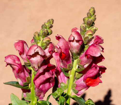 Snapdragon Intermediate 4"pot Solstice Lavender | Viola’s Flower Garde