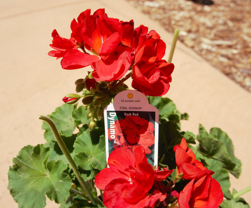 Geranium Zonal Dynamo Dark Red | Viola’s Flower Garde