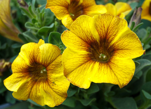 Petunia 1gal SuperCal Caramel Yellow | Viola’s Flower Garde