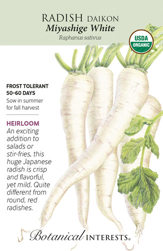 Radish Daikon Miyashige White Organic Seeds | Viola’s Flower Garde