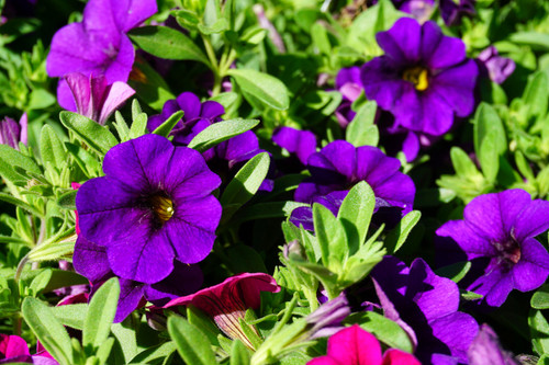Calibrachoa Cabaret Deep Blue | Viola’s Flower Garde
