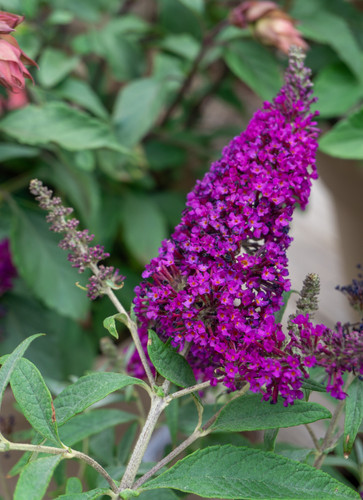 Butterfly Bush 3gal Buzz Magenta | Viola’s Flower Garde