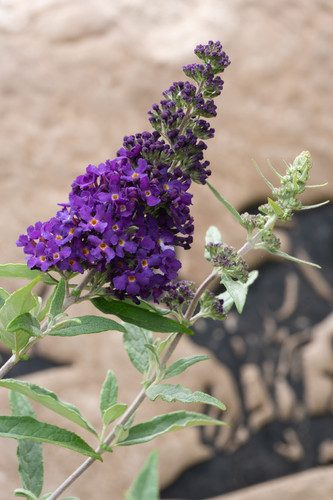 Butterfly Bush 1gal Buzz Midnight | Viola’s Flower Garde