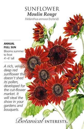 Sunflower Rouge Royale Hybrid Seeds | Viola’s Flower Garde